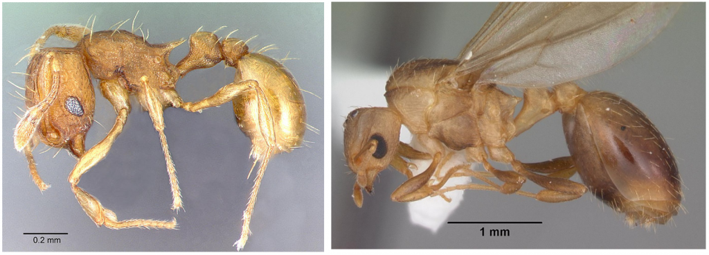 Premier signalement de la Petite fourmi de feu ou fourmi électrique ...