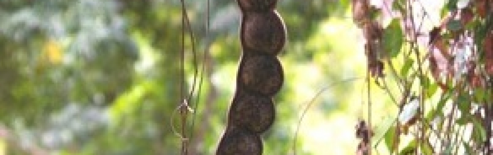 Detection precoce et reaction rapide sur la liane Entada rheedii ...